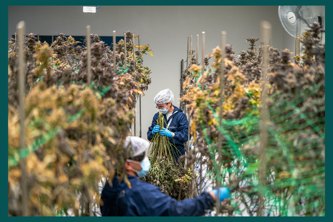 Worker Protection Standards in Cannabis Cultivation: Essential Insights ...
